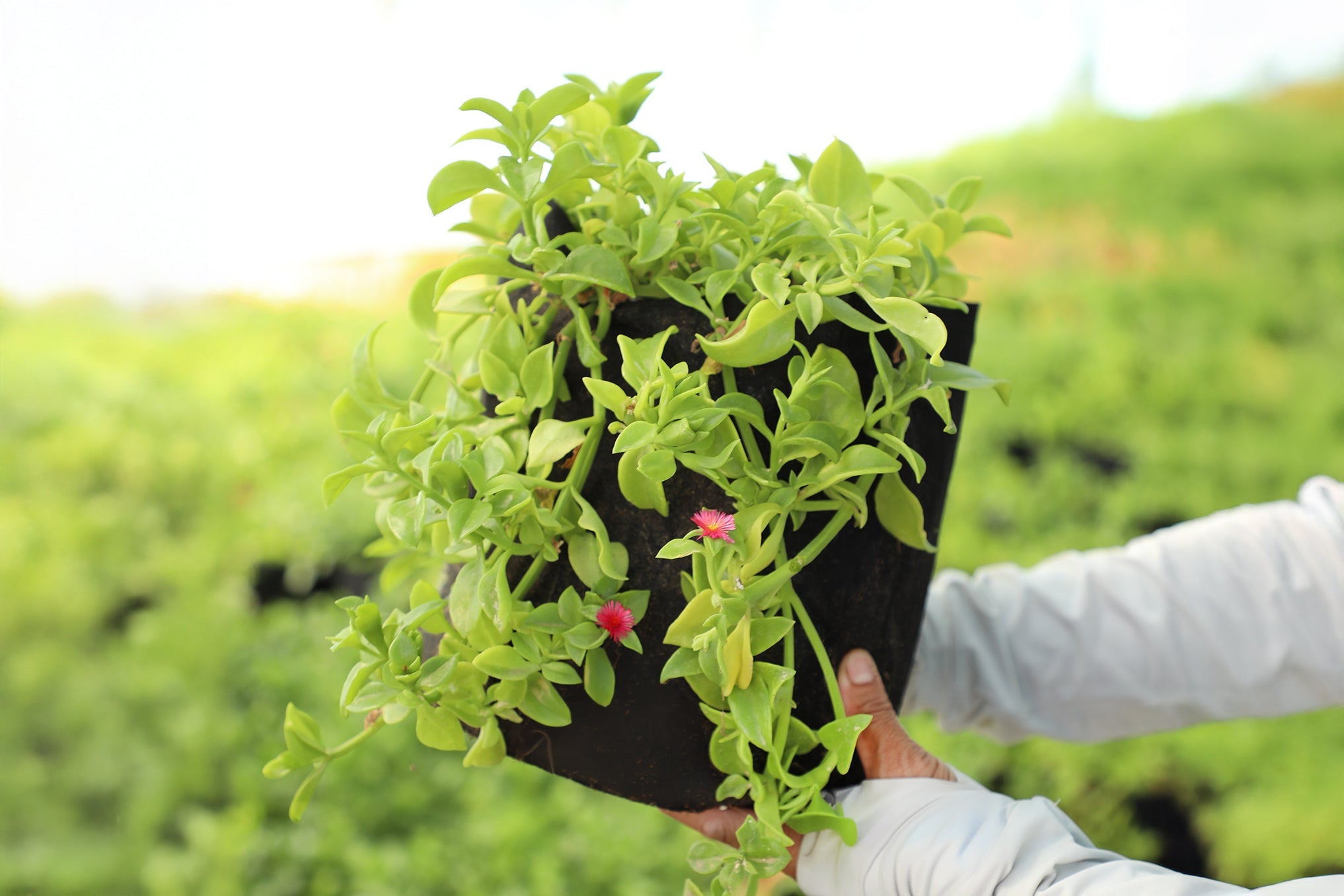 Bagged Groundcover – Camel Runner